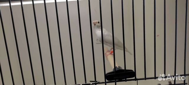 Амадина гульда самка