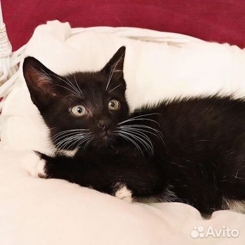 Отдам котенка 3 месяца котик черно-белый