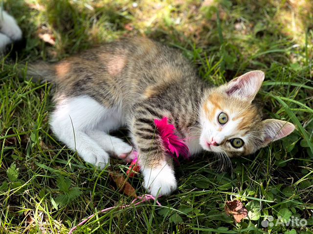 Трёхцветный котенок на удачу