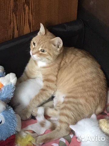 Рыжая красавица