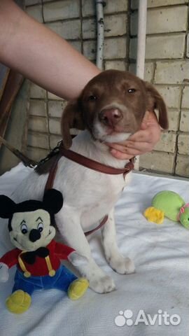 Ищут дом два брата близнеца