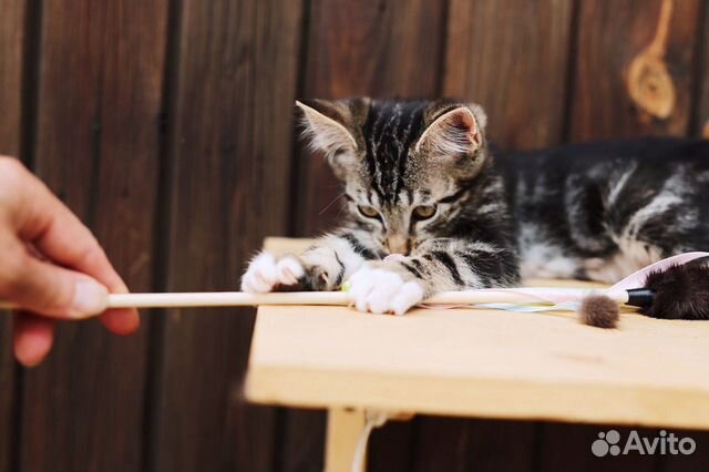 Котёнок ушастик мальчик 2 мес