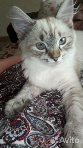 Отдам подарю бесплатно