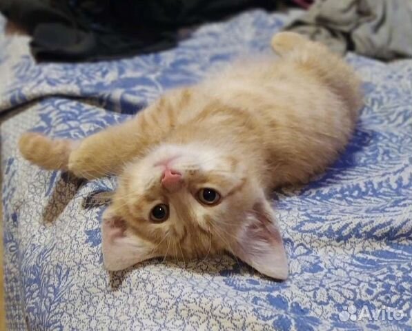 Котенок Алекс
