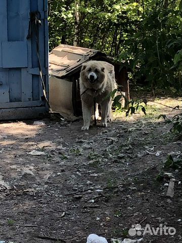 Кавказец на охрану (сука)