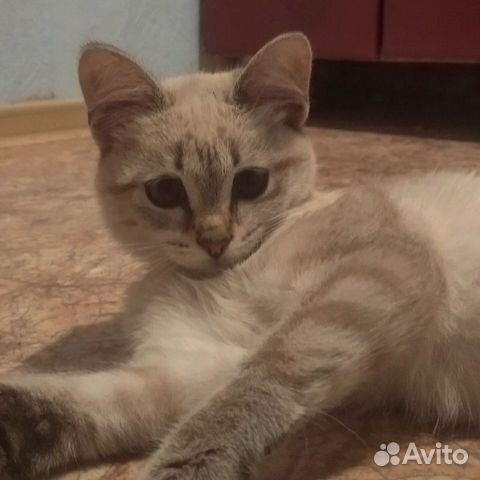 Котенок девочка