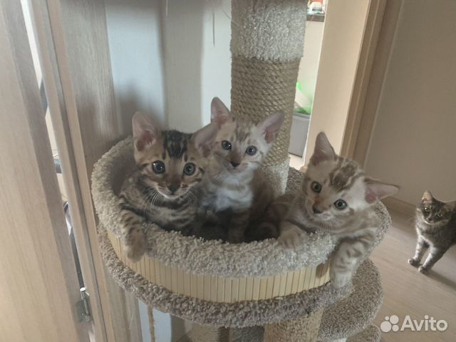 Котята бенгалы