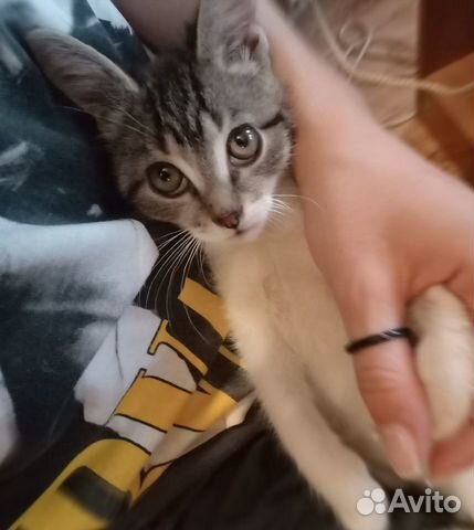 Кошка в дар