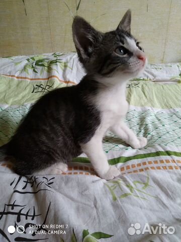 Отдам котенка в добрые руки