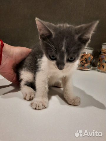 Отдам серо-белого котенка мальчика в добрые руки