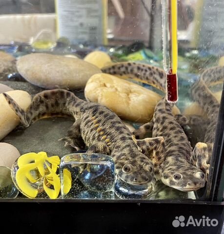 Отдам тритонов