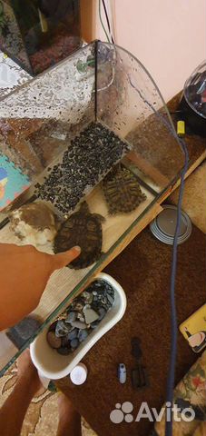 Отдам двух черепах бесплатно