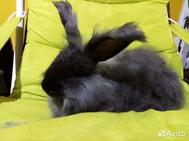 Кролики немецкая ангора