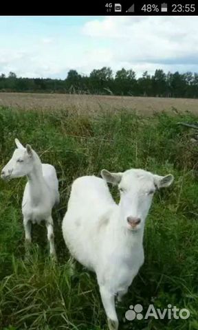 Козы дойные,козлята и козел