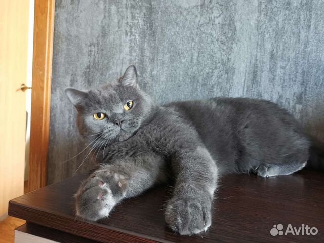 Шотландский прямоухий кот