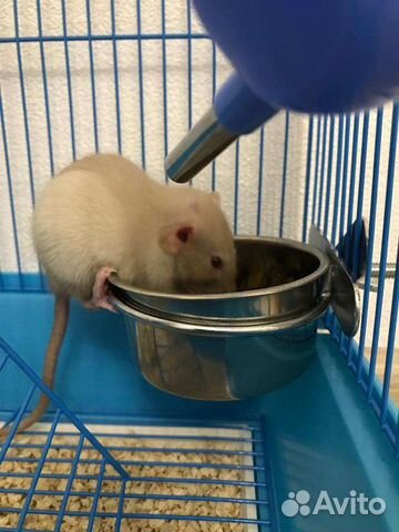 Крыса дамбо с клеткой