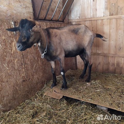 Коза чешская