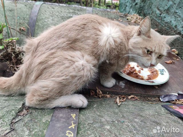 Кот Проша ищет помощь