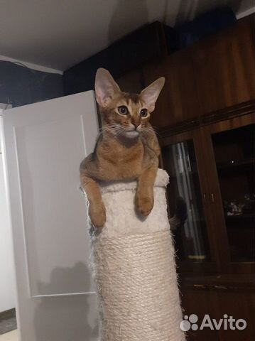 Аббисинский котенок