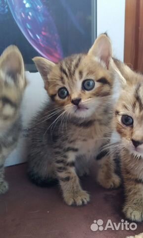 Британские котята