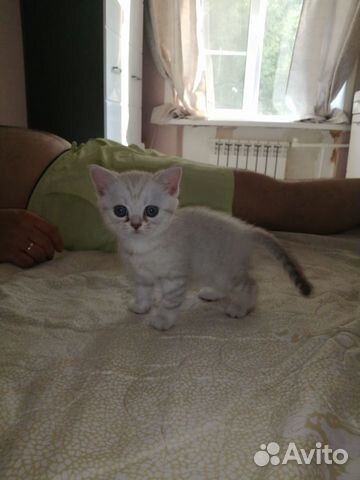 Шотландские котята