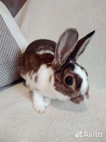 Карликовый малыш Шани