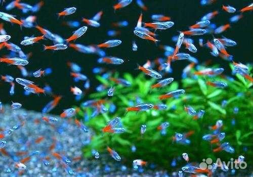 Рыбки(разные)