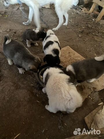 Китайская лайка