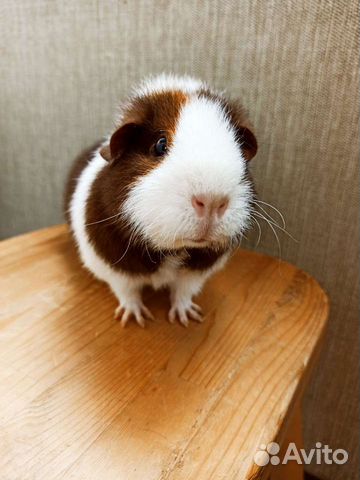 Морская свинка американский тедди