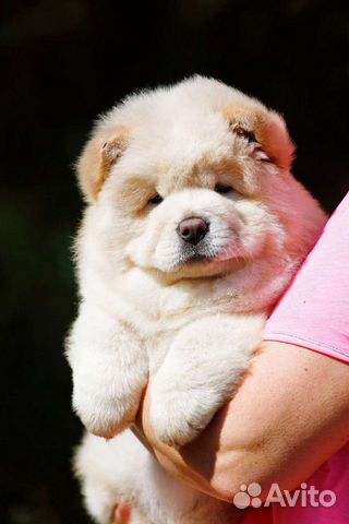 Щенок чау-чау