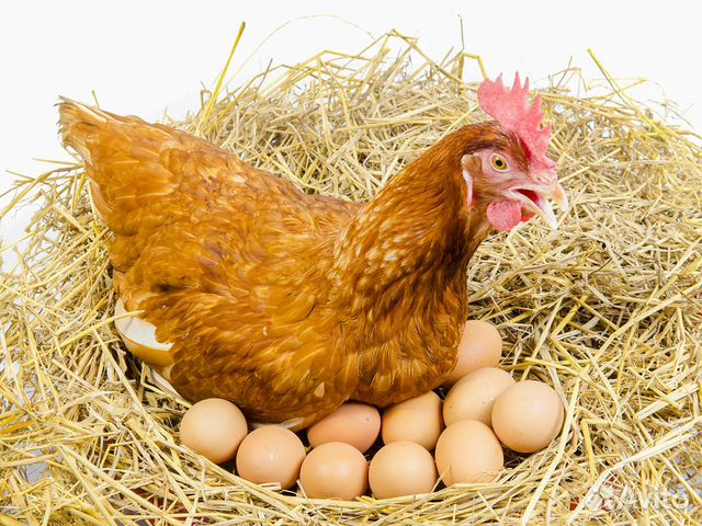 Куры несушки