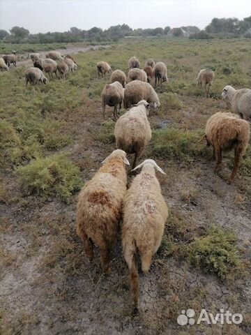 Овцы-ягнята