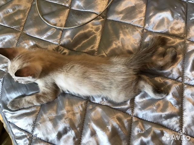 Котик «кофе с молоком»