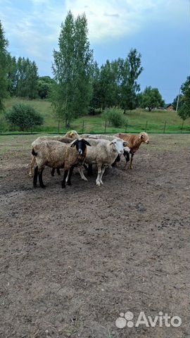 Курдючные овцы