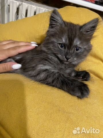 Котенок британец британские котята