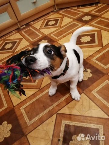 Собака Джэк Расэл Терьер