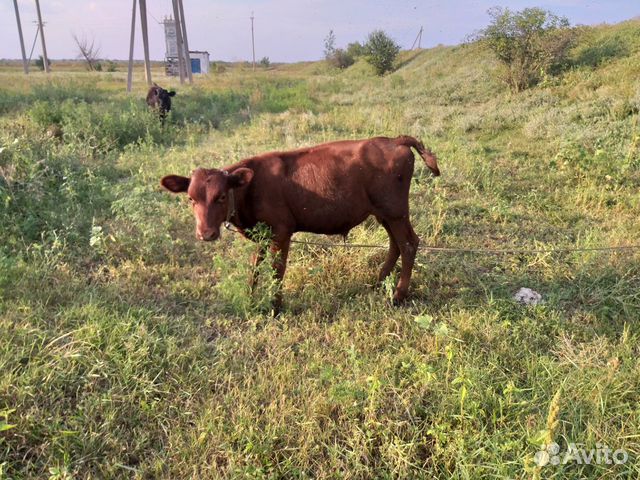 Продаются телята красногврардейское