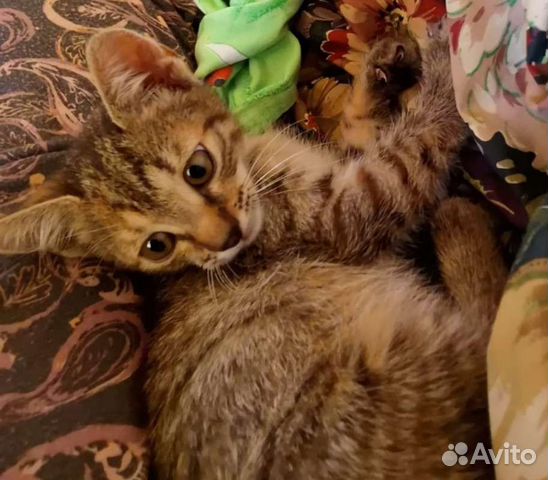 Кроха-котик в добрые руки людей с большим сердцем