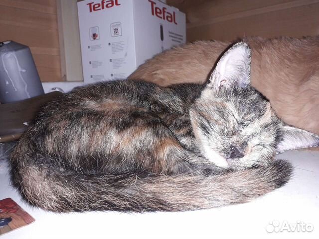 Малышка Бусинка