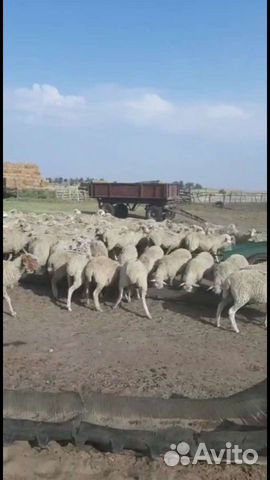 Овцы