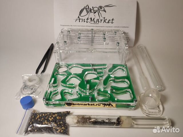 Муравьиная ферма с муравьями