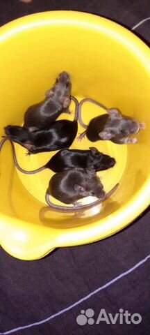 Домашние мышки (кормовые)