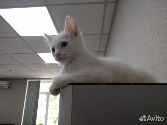 Котенок Белоснежка ищет дом