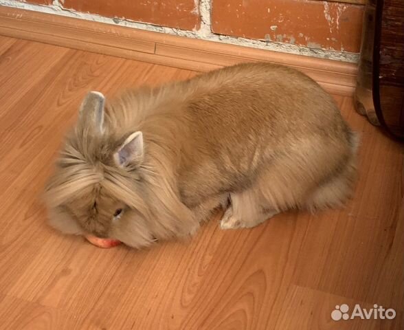 Декоративные кролики