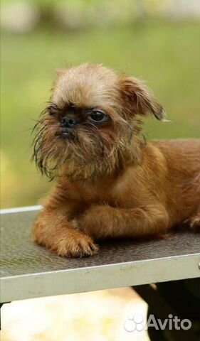 Брюссельский гриффон