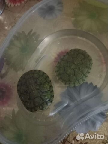 Красноухие черепахи