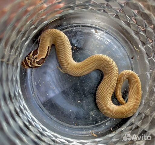 Свиноносый уж суперконда и конда