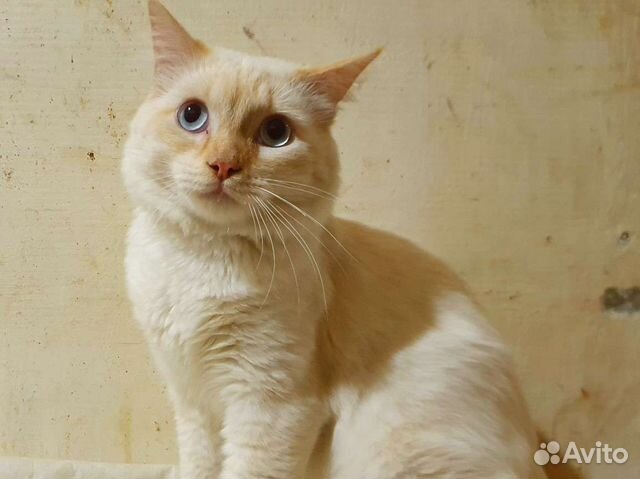 Голубоглазый красавец-кот, окрас ред пойнт