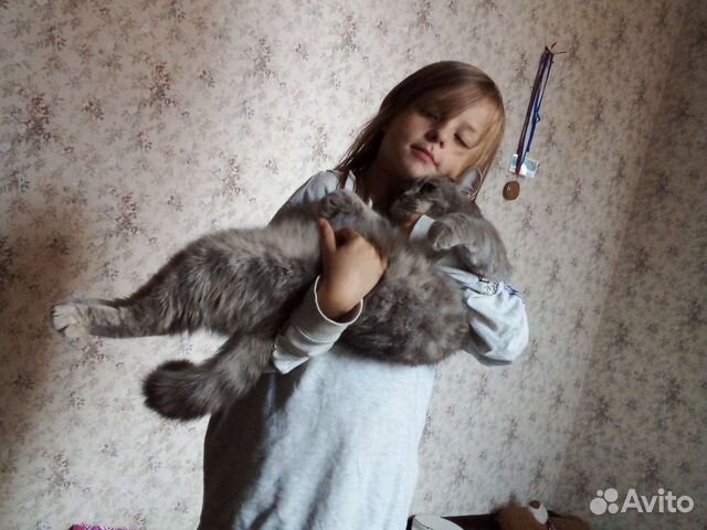 Отдам двух породистых кошек