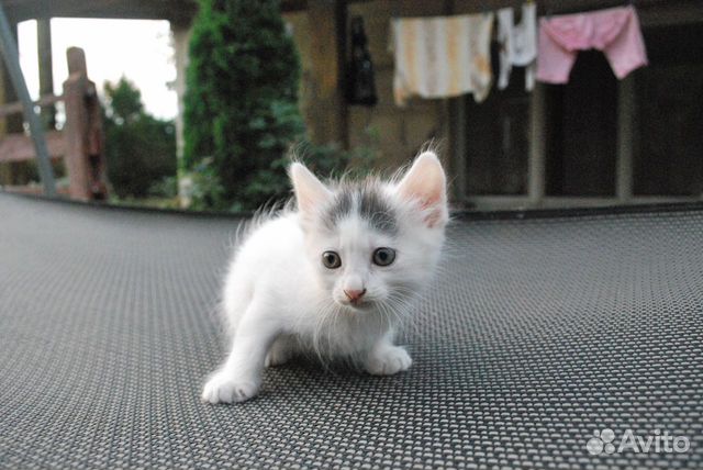Котята в поисках дома